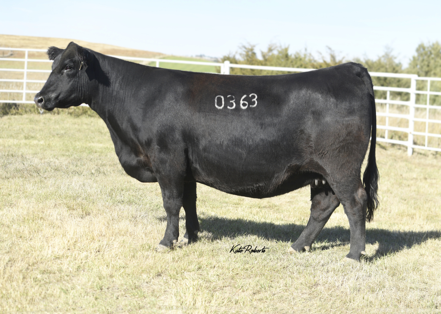 KR Pride 0363 - Krebs Ranch