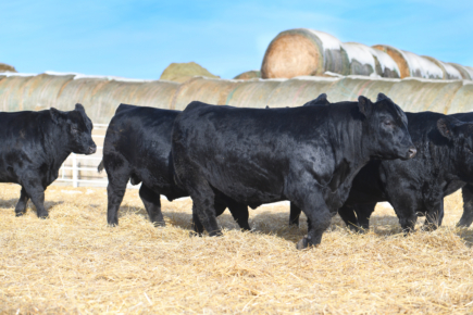 About Us - Krebs Ranch